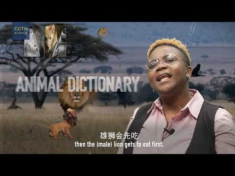 Animal Dictionary: Lion, king of the Mara plain