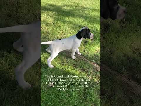 American-bred English Pointer Guard Rail Platinum Arrow and a Couple of his Daughters..