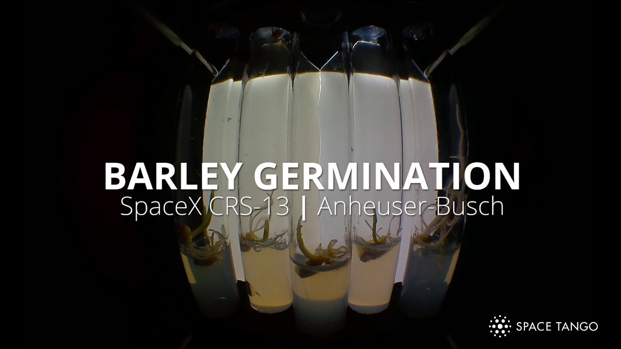Barley Germination in Microgravity