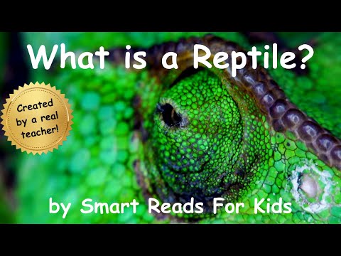 What is a Reptile? What kind of animals are reptiles? Characteristics of a reptile? lizards, turtles