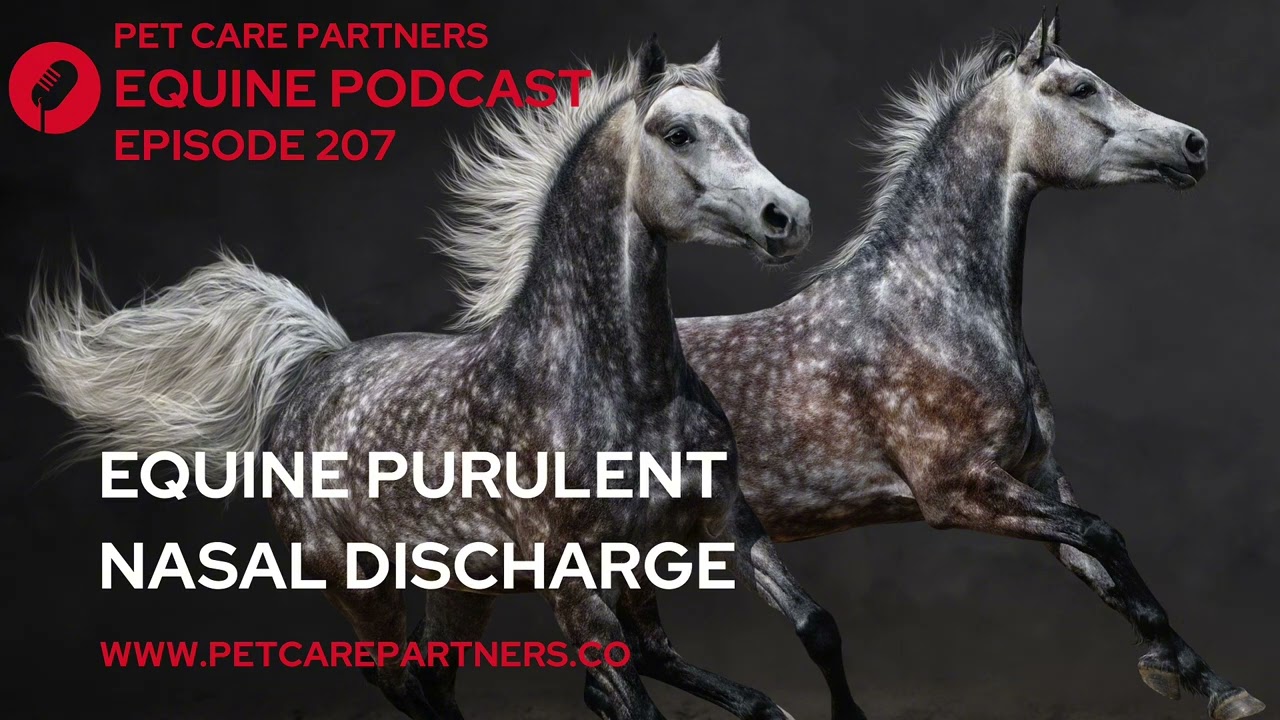 EP. 207: Purulent Nasal Discharge in Horses | Causes, Diagnosis & Treatment | Pet Care Partners
