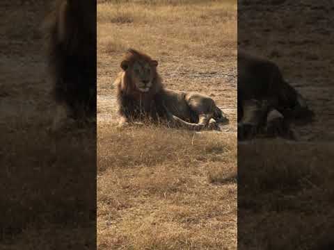 1 Peter 5:8-9 Like a roaring lion seeking whom he may devour | A Lapsed ...