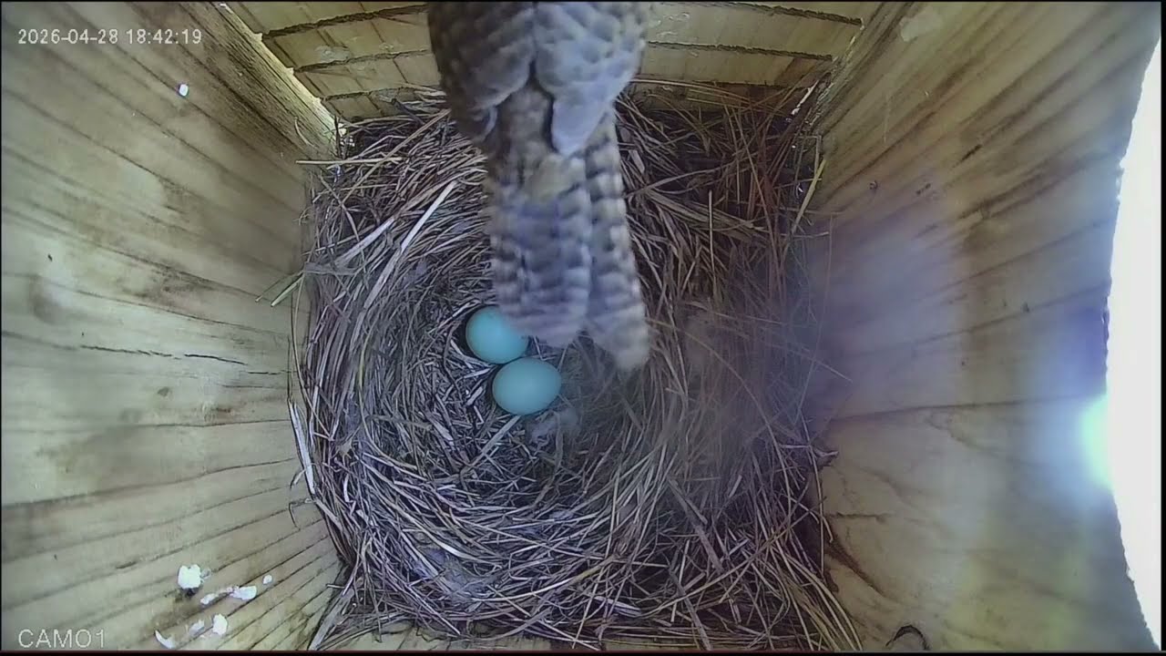 House Wren Attacks Bluebird Egg, Gets Pummeled by Dad