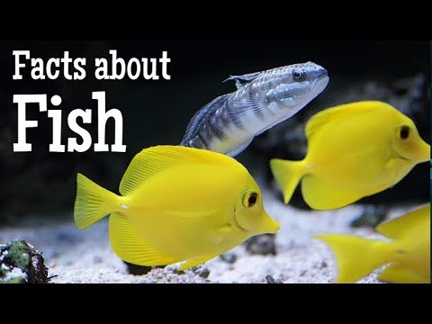 Facts about Fish for Kids