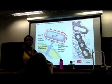 Dr. CY's Microbiology Chapter 14 Lecture Part 1-B
