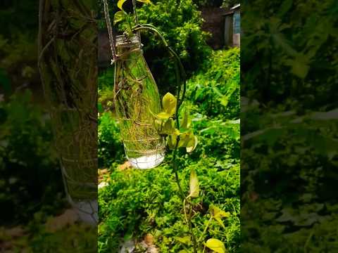 How To Grow Money Plant In Water Bottle | #shorts #short
