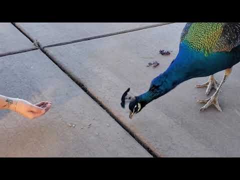 Peacocks 🦚 🦚 🦚 at Sahuaro Ranch Park