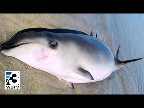 NC Whale Plastic Concerns
