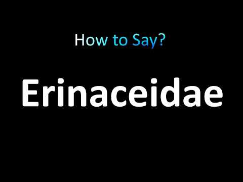 How to Pronounce Erinaceidae