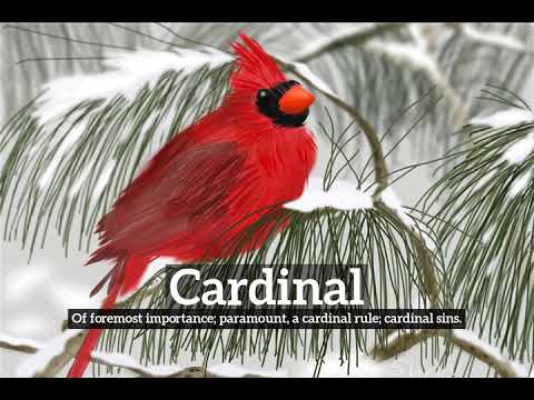 What is Cardinal? | How Does Cardinal Look? | How to Say Cardinal in English?