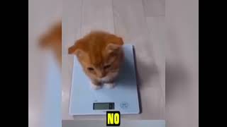 Bro Is Not Even Real Watch HD Mp4 Video Download Free