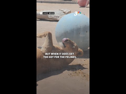 How animals keep cool in the summer heat at the Lion Habitat Ranch