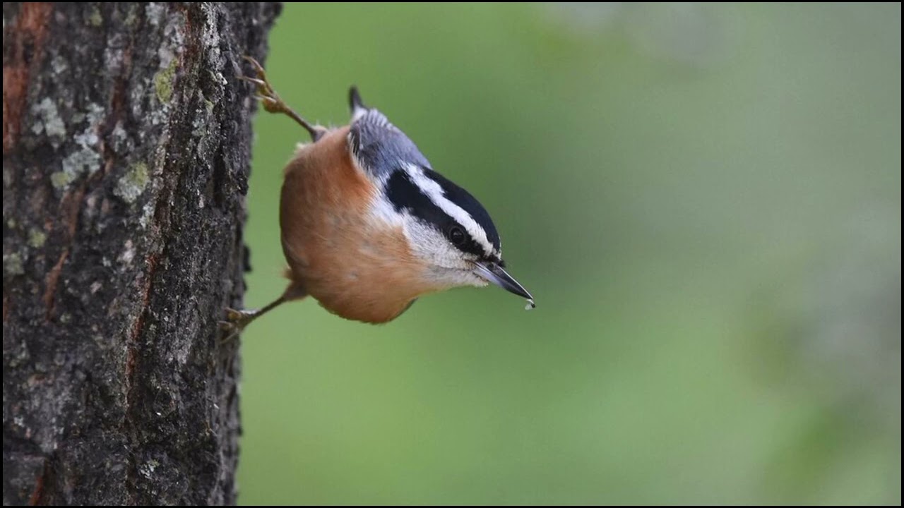 Red-breasted nuthatch Sounds