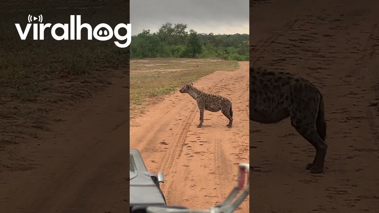Hyena Making Its Signature Call || ViralHog