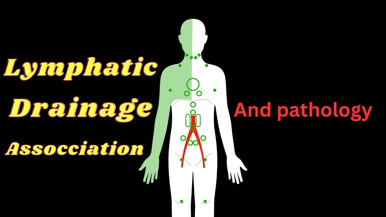 Lesson 77  - USMLE Step 1 - Lymphatic drainage