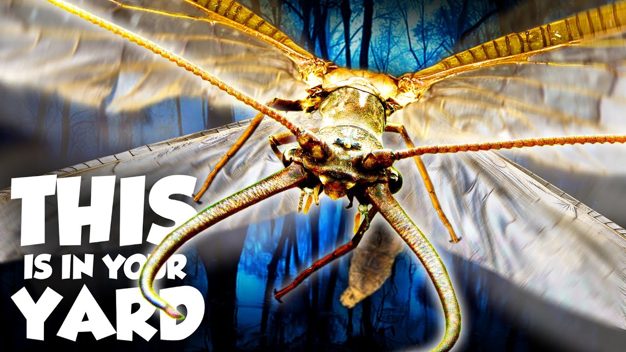 EVERY Insect in Your Backyard… and what they’re doing there 