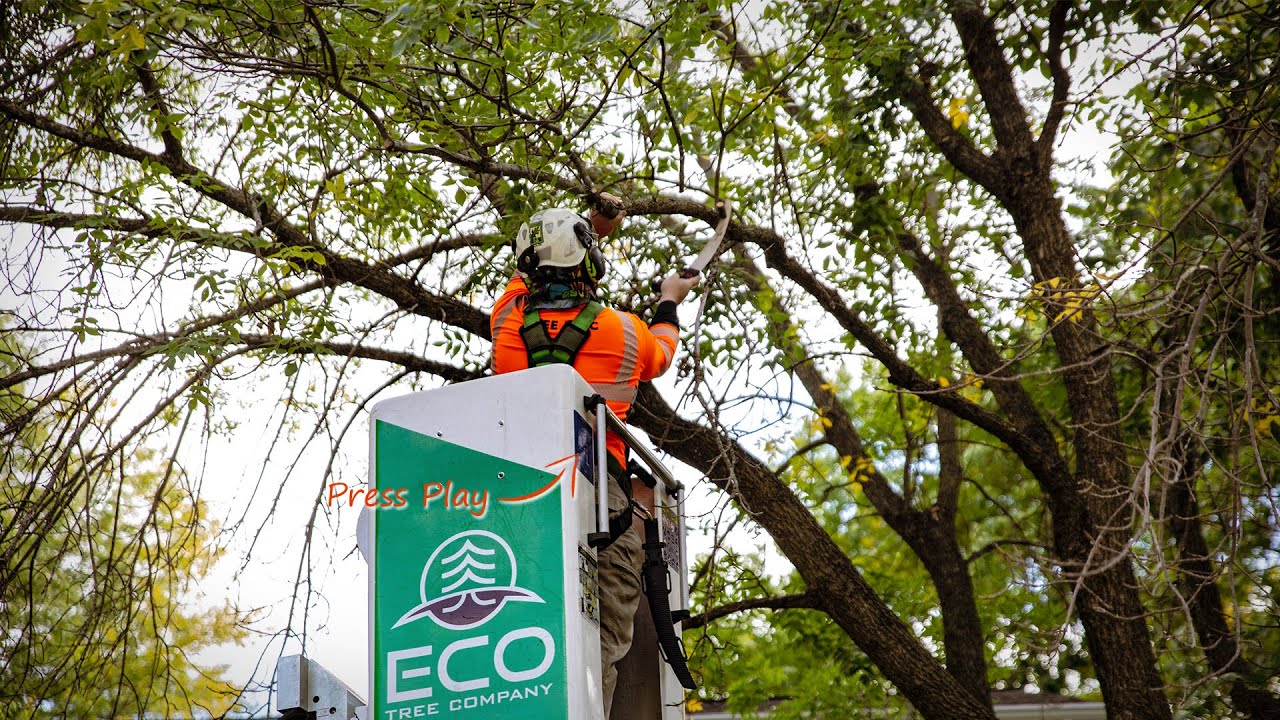 Who is ECO Tree: Madison's Tree Doctor