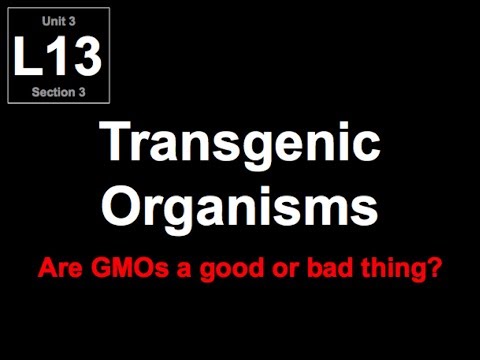 3-L13 Transgenic Organisms