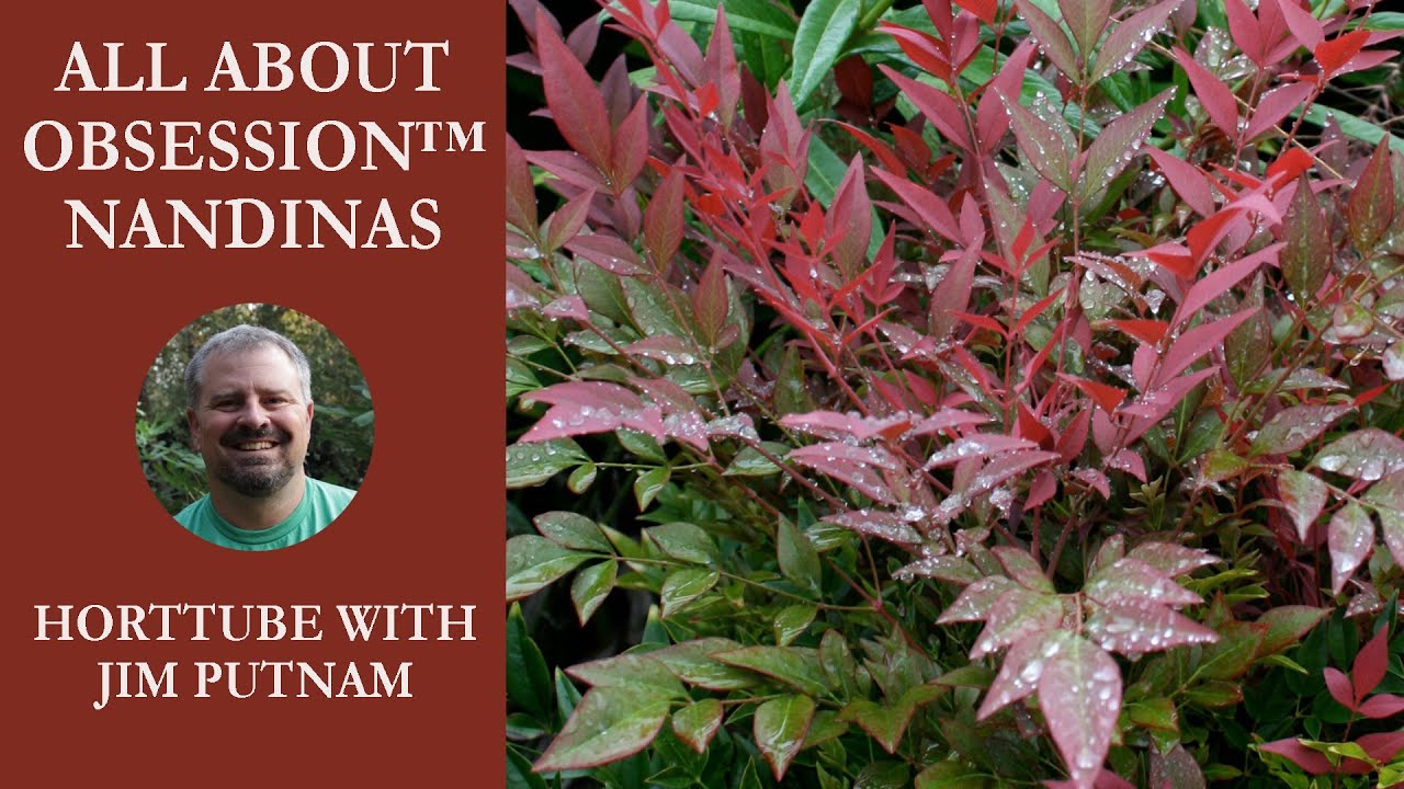 All About Obsession™ Nandinas In 2 Minutes