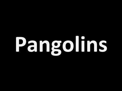 How to Pronounce Pangolins