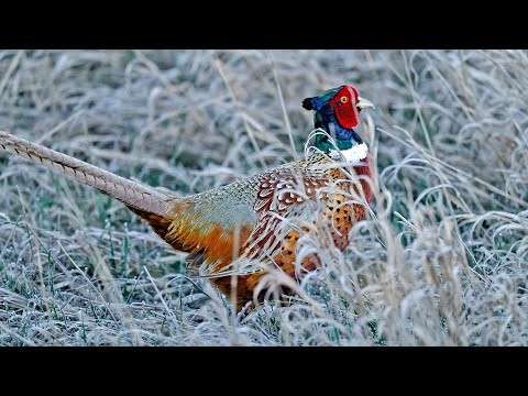 Pheasant Crowing Count Survey 2024 - NDGF - 06-24-2024