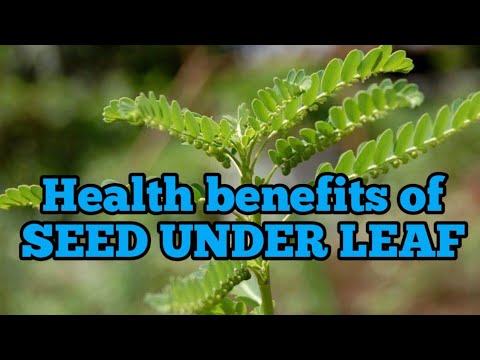 The AMAZING Health Benefits of SEED UNDER LEAF.