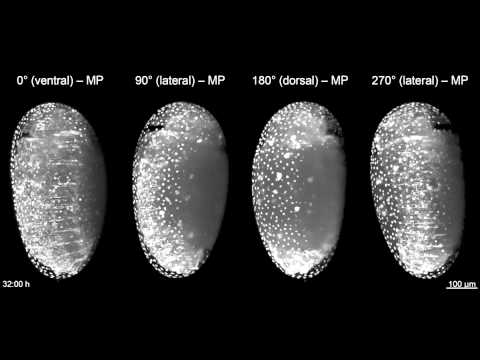 Imaging embryogenesis in the beetle Tribolium