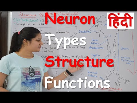 Neuron physiology in Hindi | Types | Structure | Sensory & Motor nerve | Neuron parts