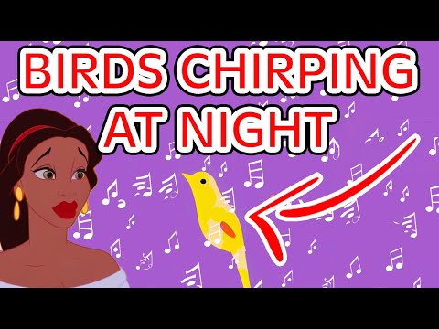 Birds Chirping At Night: Spiritual Meaning