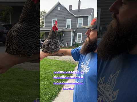 Russell! Our big barred rock rooster. He’s a gentle giant. #rooster #barredrock #9PlusUs