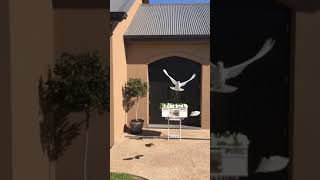 White dove release for weddings, funerals and special events in ...