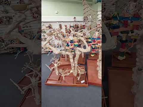 Varietees Bird store in Valley Park MO #whitetrashadventures #petstore #birds
