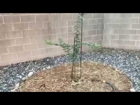 Growing Mesquite Trees from Seed