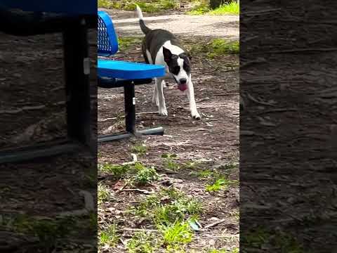 Smoke 2 #live #dogs #facebook #livestream #dog #songs #funny #shortsfeed #comedy #shorts #short
