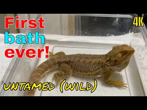 Can you tame a wild Bearded Dragon? What about bathing it for the first time?