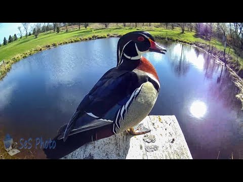 Wood Duck Watching