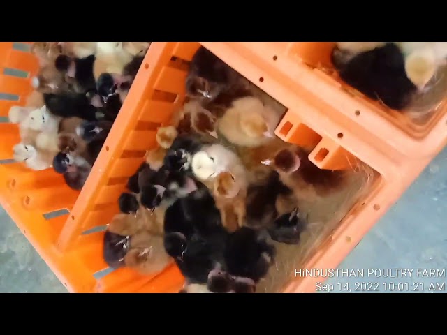 Guineafowl Birds - Fowl Chicks( ginni koli) Trader - Wholesaler ...