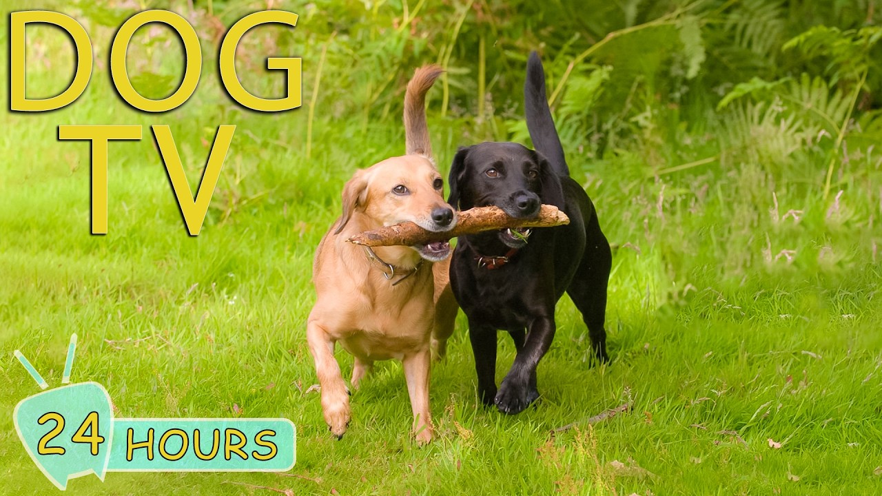 DOG TV: Videos All-Day Dogs Entertain with Relax Music for Dogs a Home Alone - Music for Dogs