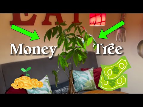 $$ MONEY TREE $$ Plant Care (PACHIRA AQUATICA) Houseplant Info | Easy How to Guide