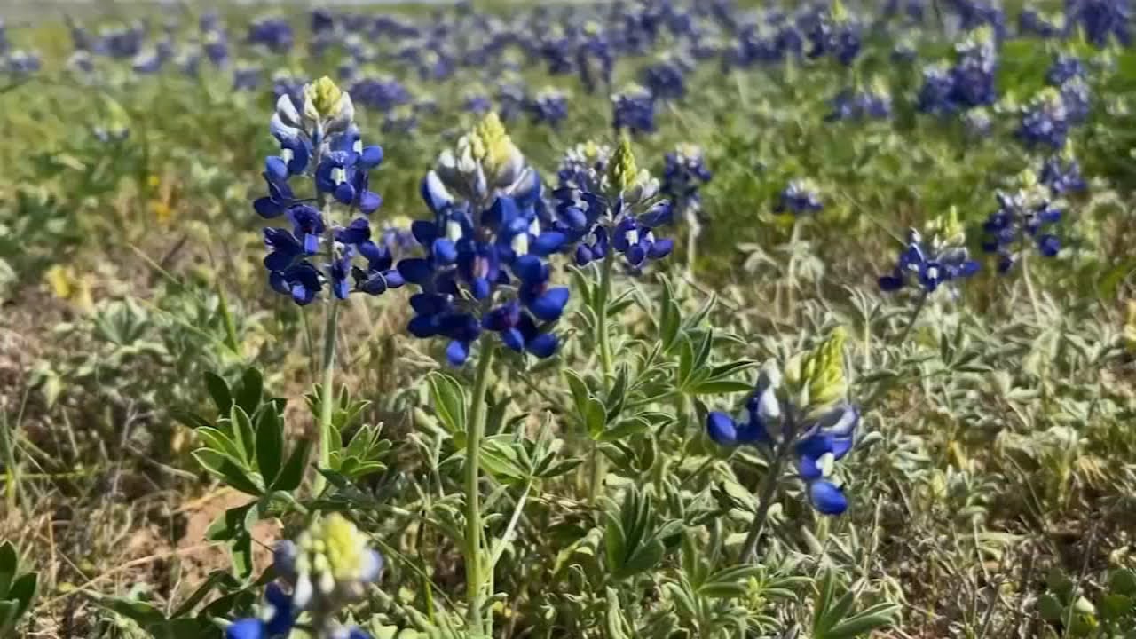 Texas wildflower season in 2025 could be the best yet, thanks to winter snowstorm