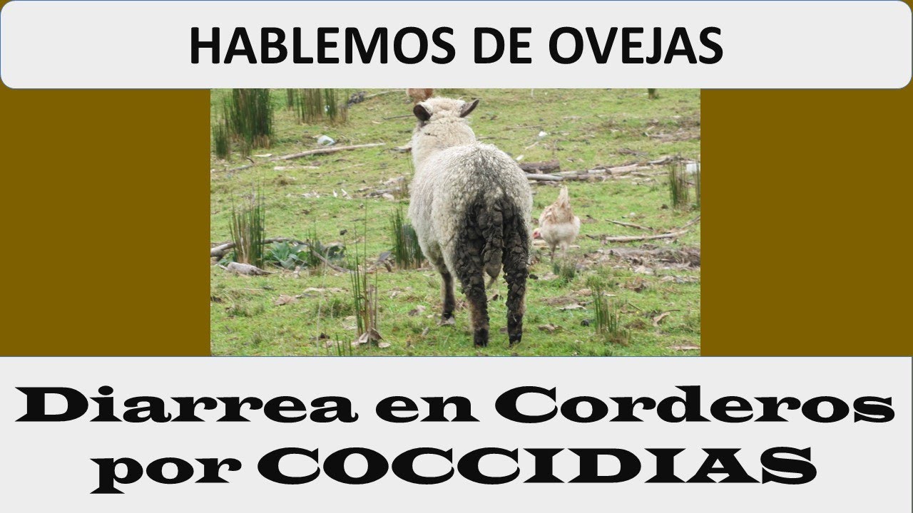 The Coccidia Crisis: Lamb Diarrhea Explained