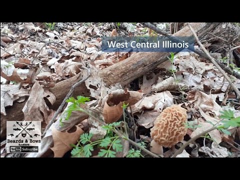 Morel Mushroom Hunting In Illinois! // #Shorts