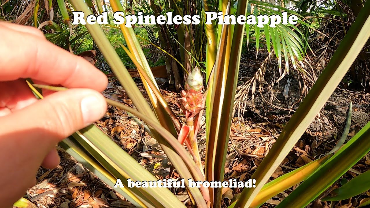 Red Spineless Pineapple