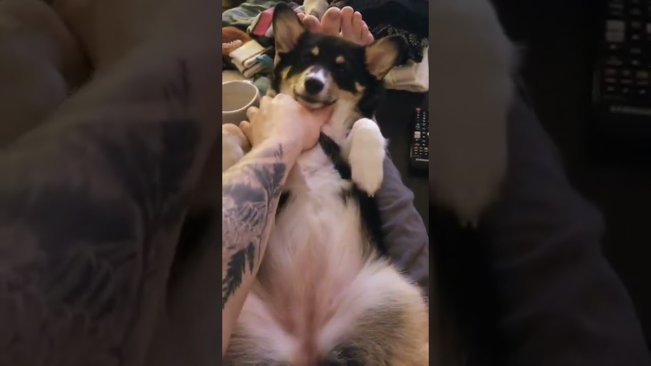 Corgi Loves Belly Rubs!