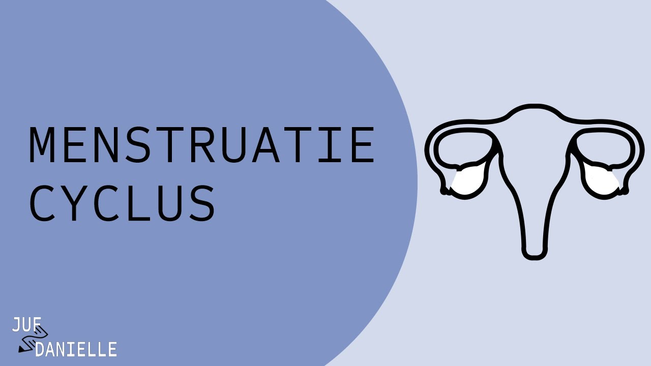 Menstrual cycle