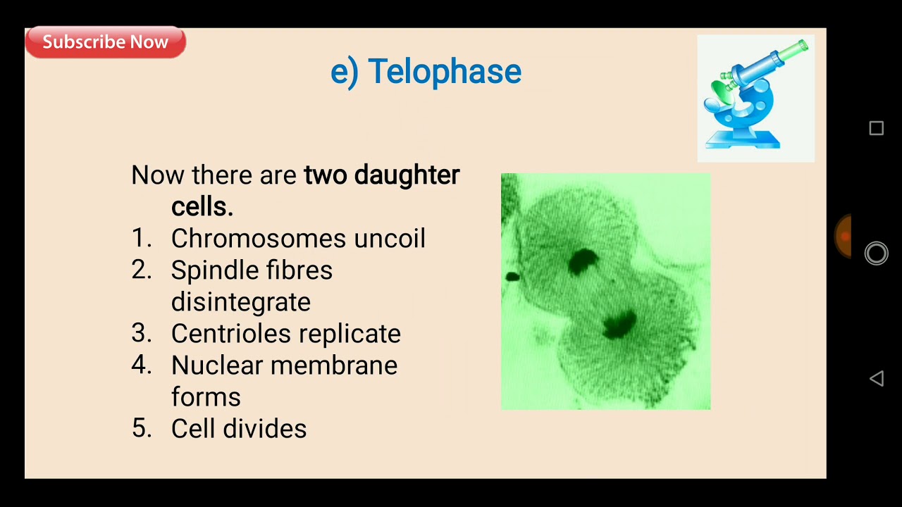 Study of Cell Division