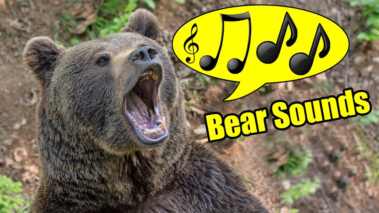 Bear Sounds – Bear Vocalizations and Communication
