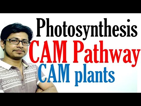 CAM pathway photosynthesis