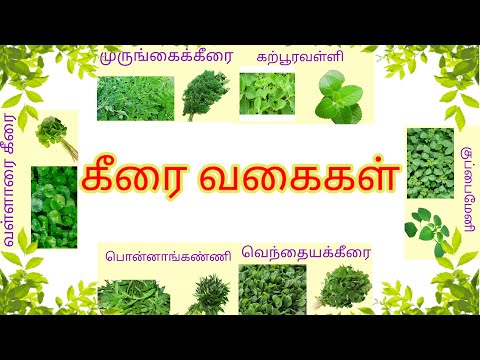 கீரை வகைகள்/ Keerai vakaikal/ Learn spinach name in tamil-Tamil Arumbukal