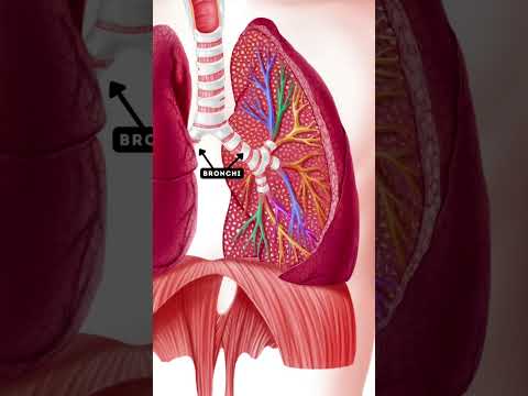 PATHWAY of AIR - OCR GCSE PE - The Cardiovascular & Respiratory Systems (1.4)